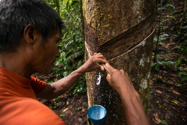 La shiringa: el "oro blanco" de la Amazonía peruana - Plan V