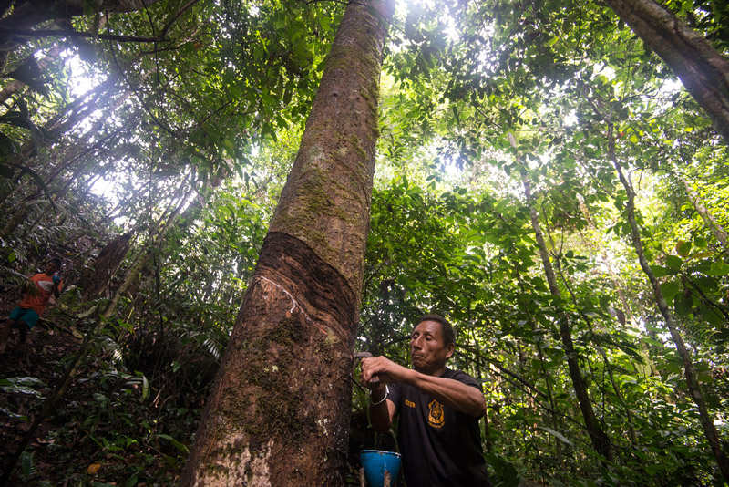 La shiringa: el "oro blanco" de la Amazonía peruana - Plan V