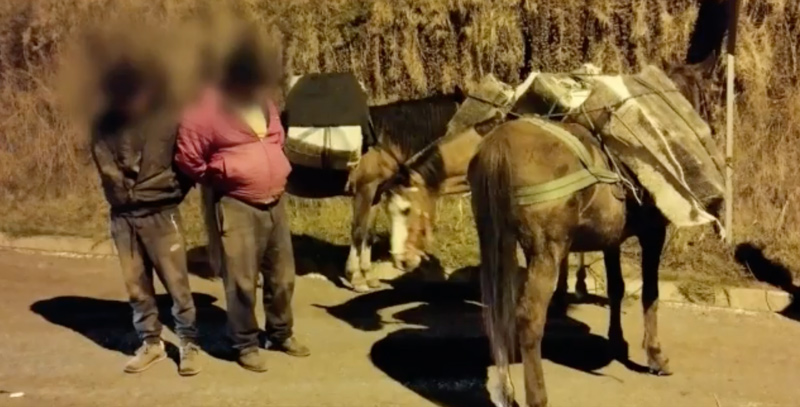 Mulas y caminos pavimentados en la selva sirven para trasladar la droga ...