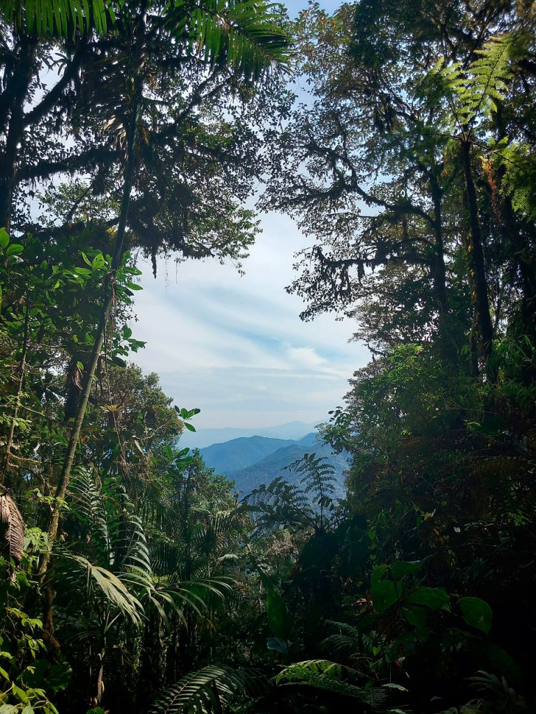 Un baño de bosque en el Chocó Andino - Plan V